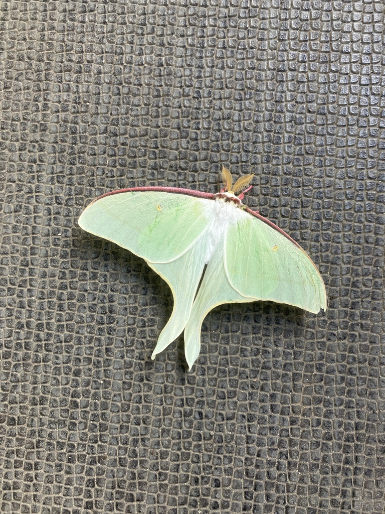 Actias aliena aliena from 平沢, 秦野市, 神奈川県, JP on April 16, 2024 at 10:16 ...