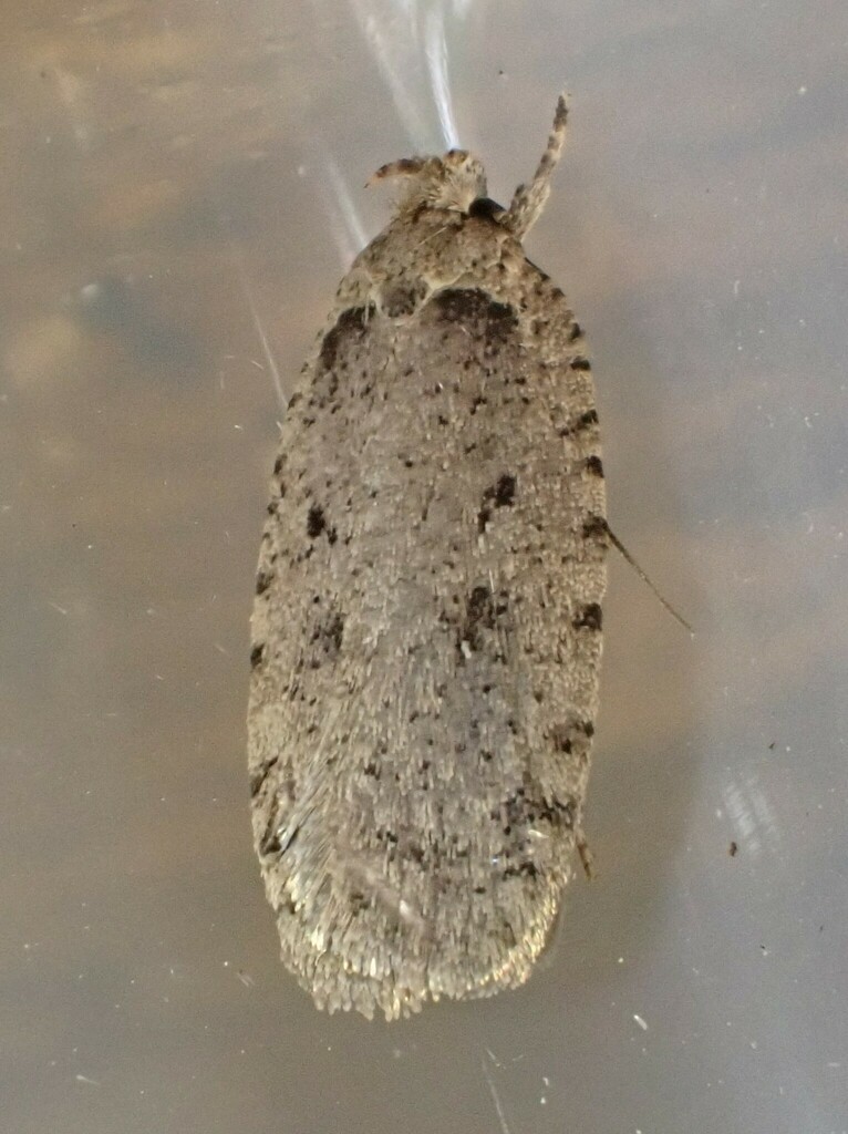 Canadian Agonopterix Moth from 1011 East West Rd, Pelee Island, ON N0R ...