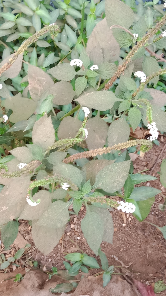 Indian Heliotrope from Q6JM+48M, Gundugolanu, Andhra Pradesh 534427 ...