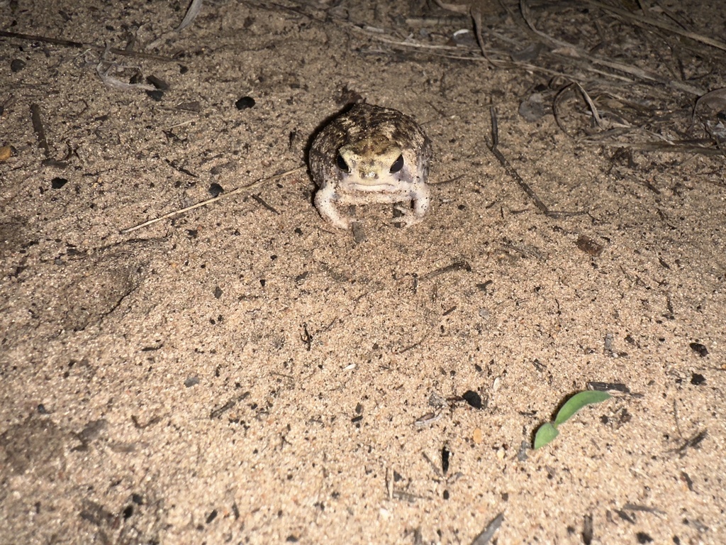 Common Rain Frog from Tsumkwe, NA-OD, NA on April 15, 2024 at 10:14 PM ...
