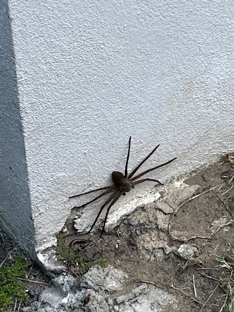 Pantropical Huntsman Spider from Puerto Rico, Isabela, Puerto Rico, US ...