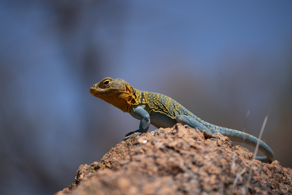Eastern Collared Lizard from Comanche County, OK, USA on April 4, 2024 ...