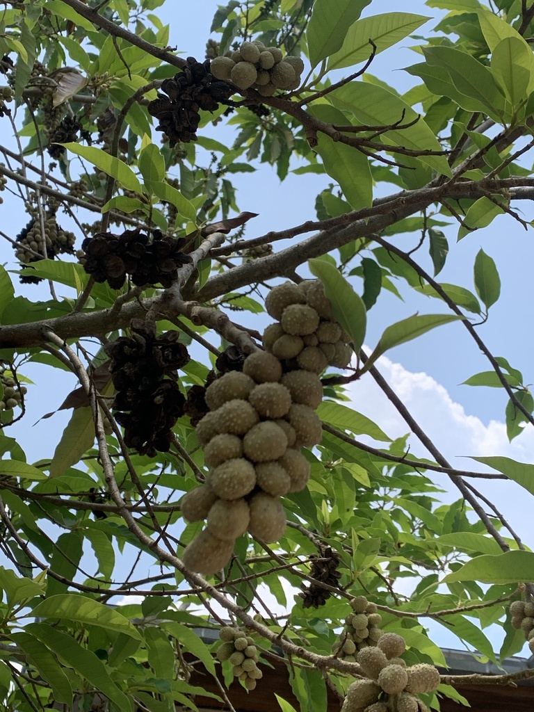 Yellow Jade Orchid Tree from Wang Sawap, Phu Pha Man, Khon Kaen, TH on ...