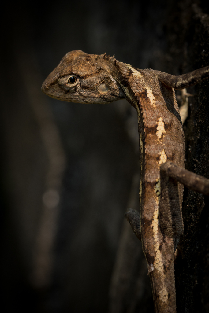 Oriental Forest Lizards from Qionghai, Hainan, China on April 6, 2023 ...