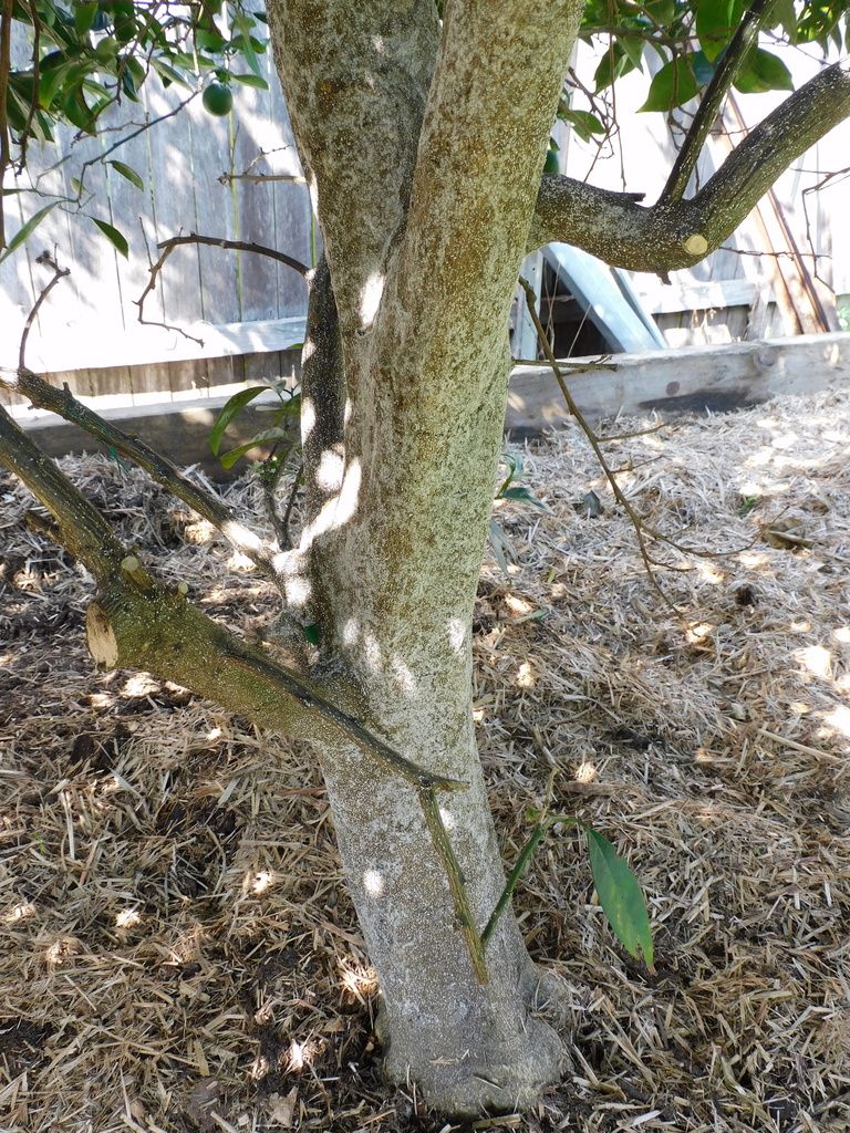 Citrus Snow Scale from Sydney NSW, Australia on April 16, 2024 at 11:24 ...