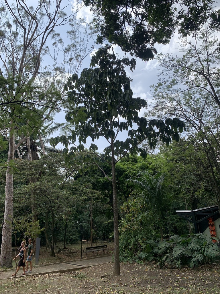 trumpet tree from Jardin Botanico, Medellín, Antioquia, CO on March 19 ...