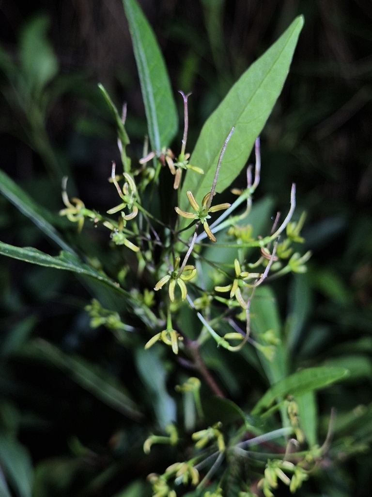 Common Hop Bush from Audley NSW, Australia on April 16, 2024 at 07:44 ...