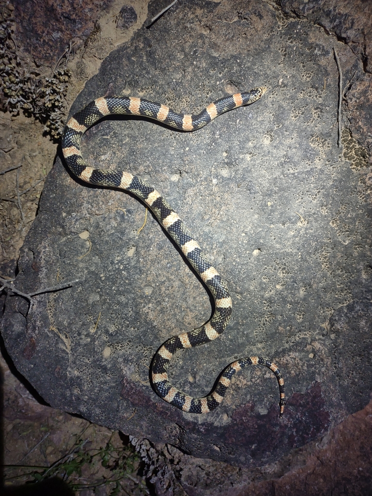 Long-nosed Snake from Marana, AZ 85653, USA on April 15, 2024 at 07:33 ...