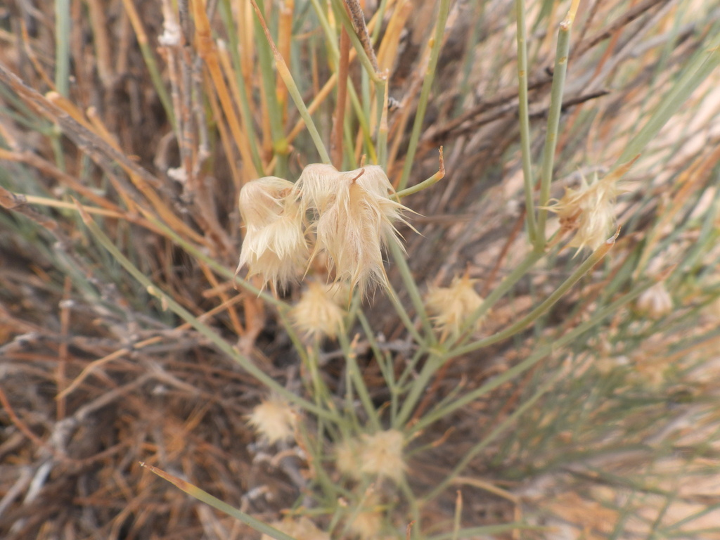 Desert Broom from Namakwa District Municipality, South Africa on April ...
