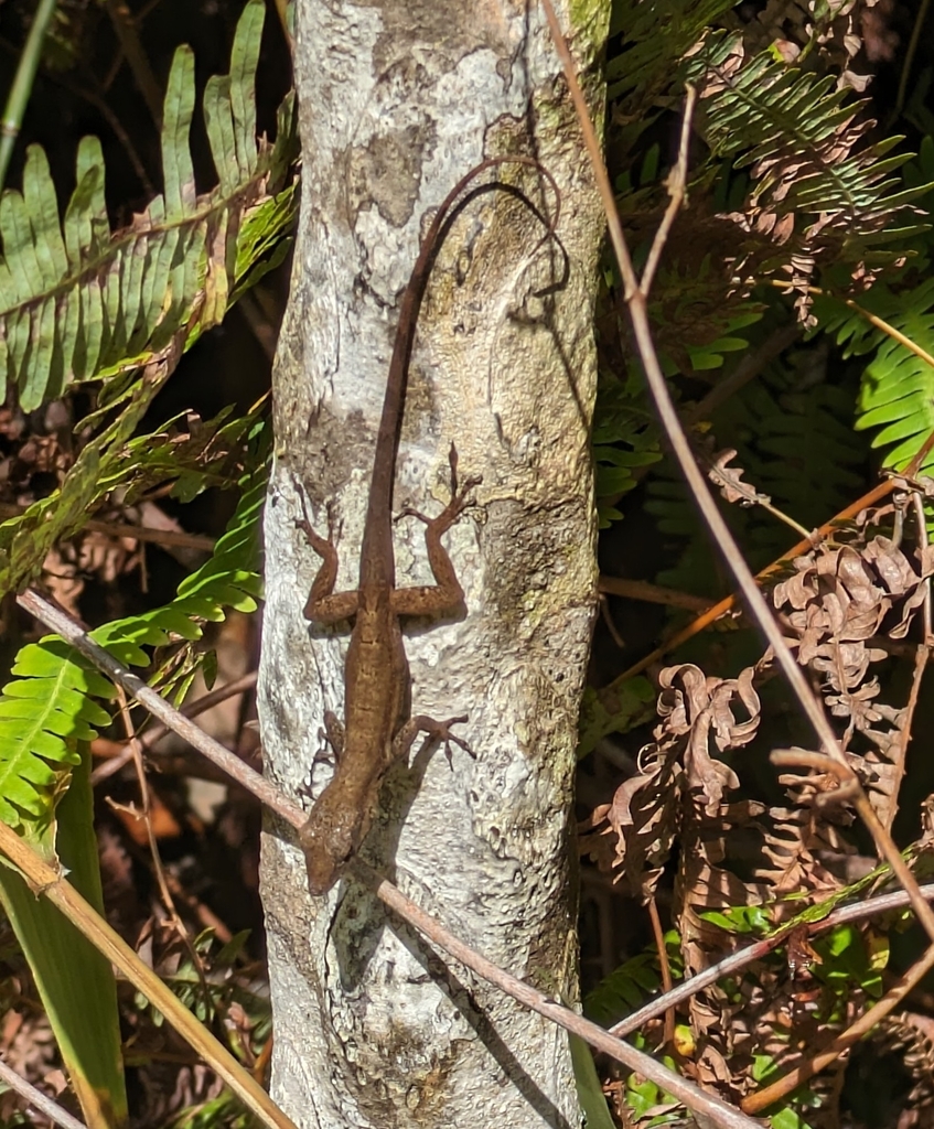 Bluefields Anole from Holywell Park Jamaica, B1 Hardwar Gap Border of ...