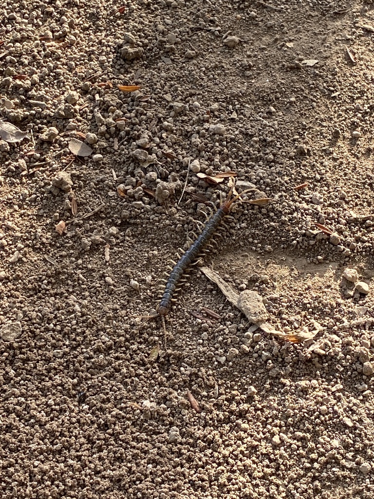 Minor Blueleg Centipede from Calle Francisco L. Urquizo, Villa de ...