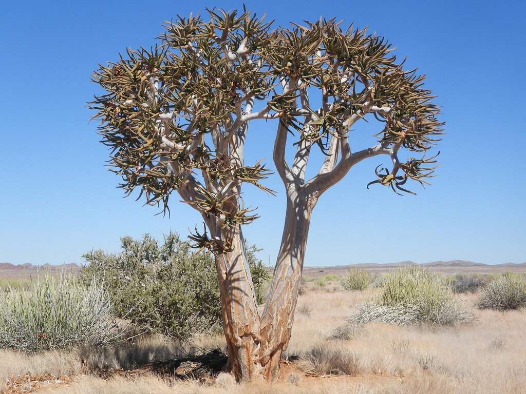 Quiver Tree in April 2024 by Leigh-Ann de Wet · iNaturalist