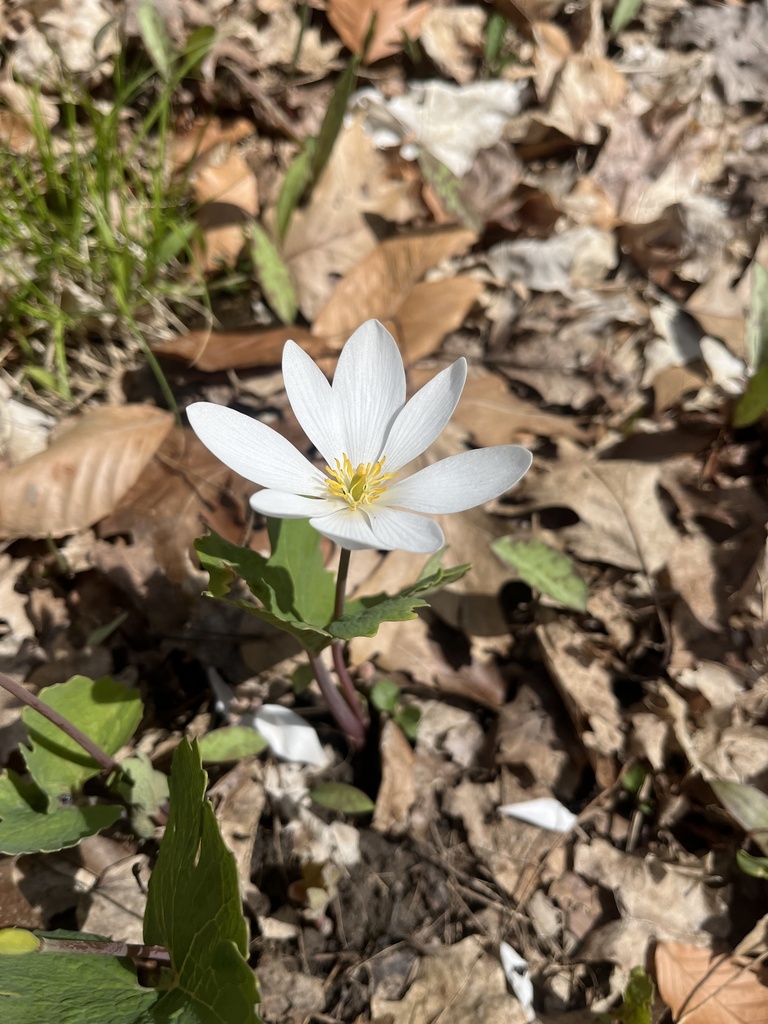 bloodroot from Kortright Centre for Conservation, Vaughan, ON, CA on ...