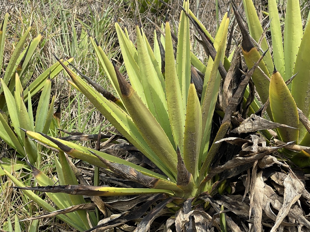 century plants from Qolora Mouth, Butterworth, EC, ZA on April 16, 2024 ...