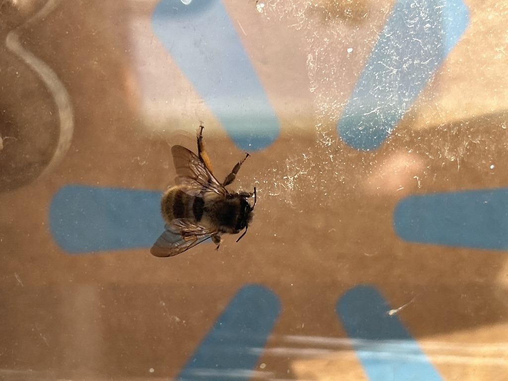 Asian Shaggy Digger Bee from Thornbrook Rd, Ellicott City, MD, US on ...