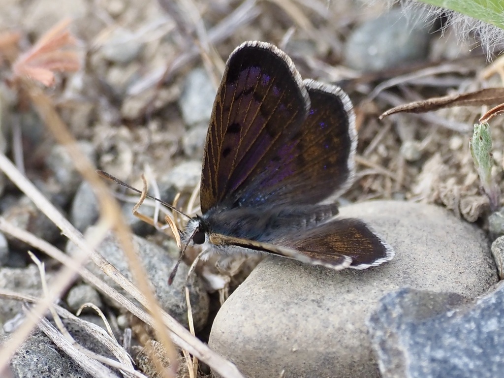 Canterbury Alpine Boulder Copper from Pukaki 7999, New Zealand on ...