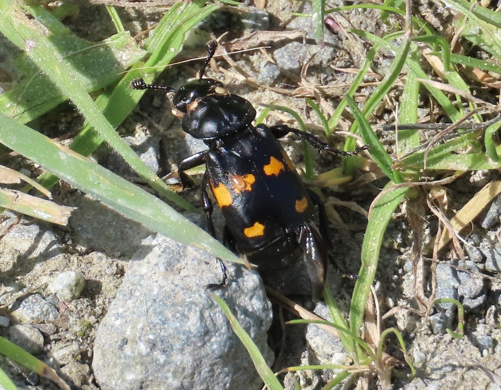 Poecilochirus carabi from Lopez Island, Lopez Island, WA, US on April ...