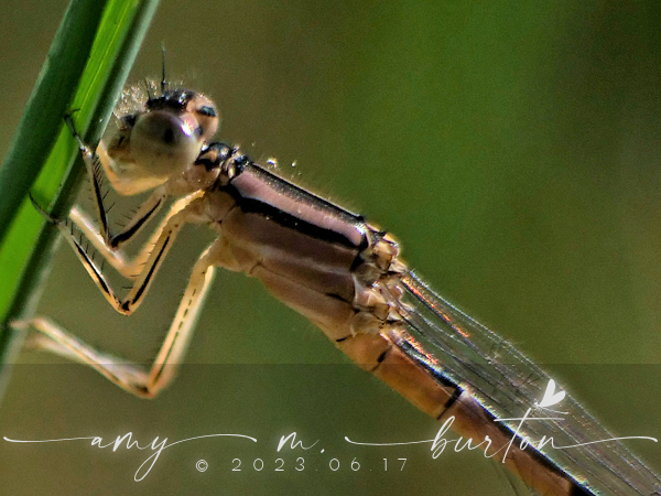 Tule Bluet from Whalon Lake, Bolingbrook, Naperville, Will County, Illinois, 60565, USA on June ...