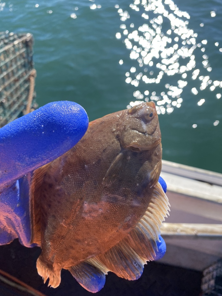 Winter Flounder from Gulf of Maine, Frenchboro, ME, US on April 16 ...
