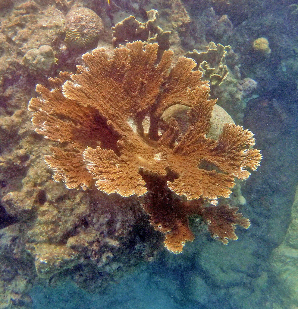 Elkhorn Coral in January 2024 by David Patriquin. Survived warming ...