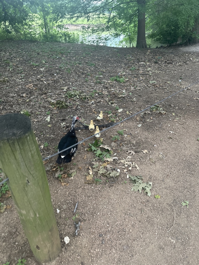 Domestic Muscovy Duck from Hermann Park Golf Course, Houston, TX, US on ...