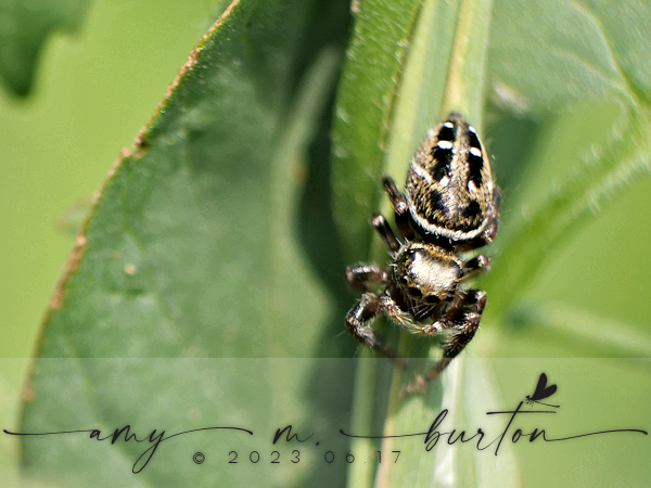 Brilliant Jumping Spider from Whalon Lake, Bolingbrook, Naperville ...