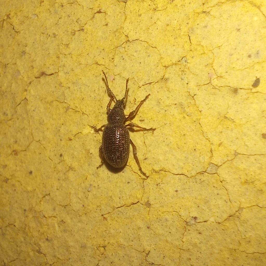 Cribrate Weevil from Lake Grace WA 6353, Australia on April 16, 2024 at ...