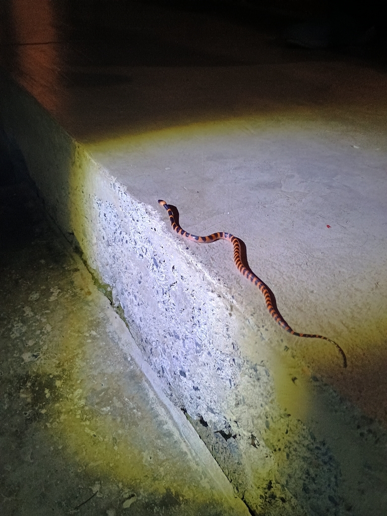 Forest Flame Snake from Manizales, CO-CL, CO on April 16, 2024 at 08:02 ...