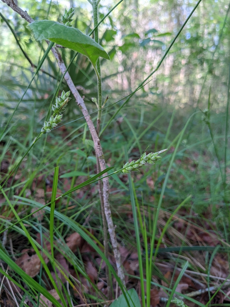 Sandy Woods Sedge in April 2024 by Eric Ungberg · iNaturalist