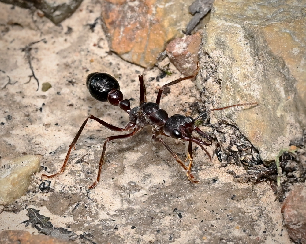 Inchman Ant from Northeast Melbourne on April 14, 2024 at 12:39 PM by ...