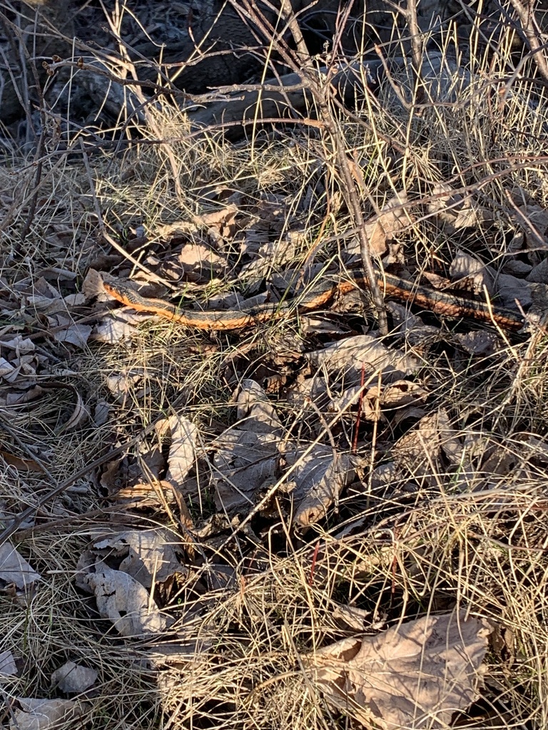 Eastern Garter Snake from Lake of Two Mountains, Pointe-des-Cascades ...