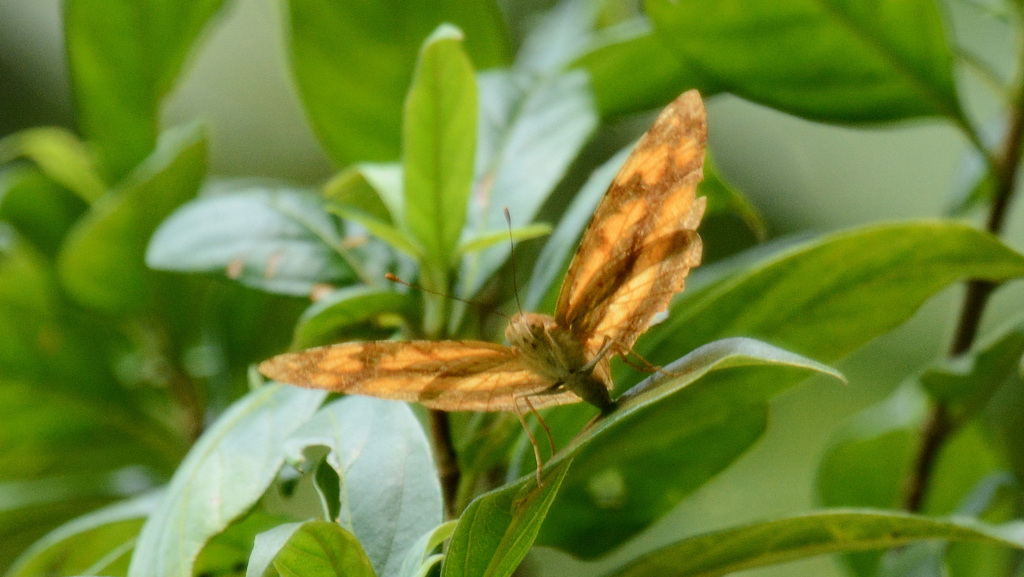 Common Jester from Tai Po Kau, Hong Kong on April 13, 2024 at 02:21 PM ...
