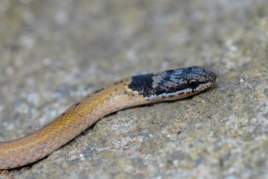 Collared Black-headed Snake in April 2024 by Jake Smith · iNaturalist