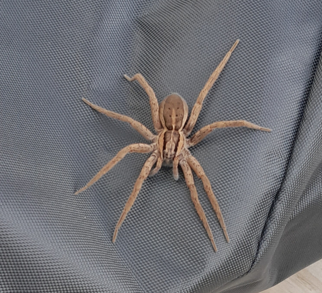 Nurseryweb spider from Panmure, Auckland, New Zealand on September 10 ...