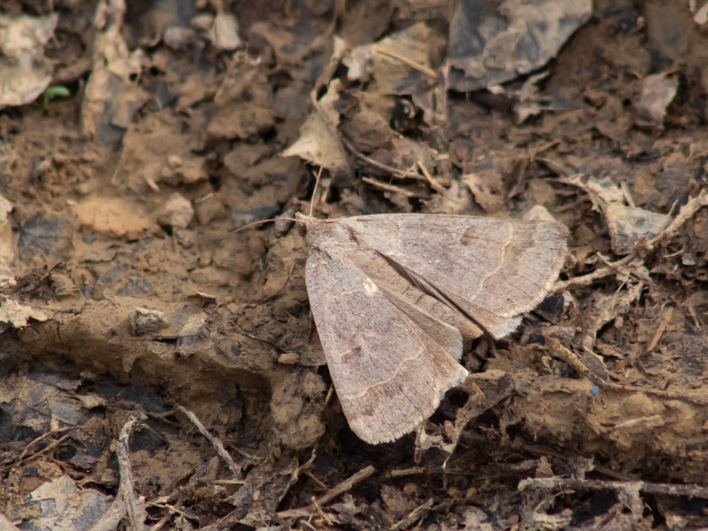 Common Oak Moth from Allegany County, MD, USA on April 9, 2024 at 04:53 ...