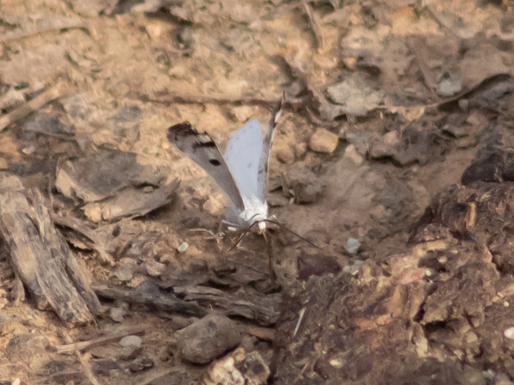 Bluish Spring Moth from Allegany County, MD, USA on April 9, 2024 at 05 ...