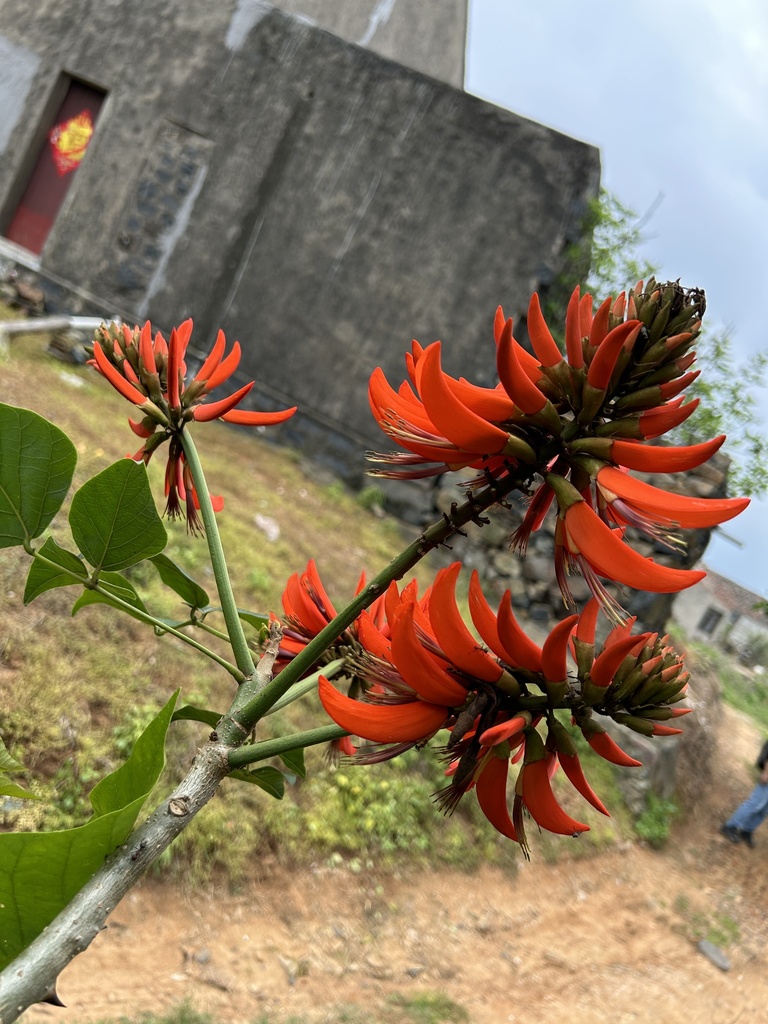 Indian coral tree from 东海, CN on April 17, 2024 at 10:50 AM by amuba ...