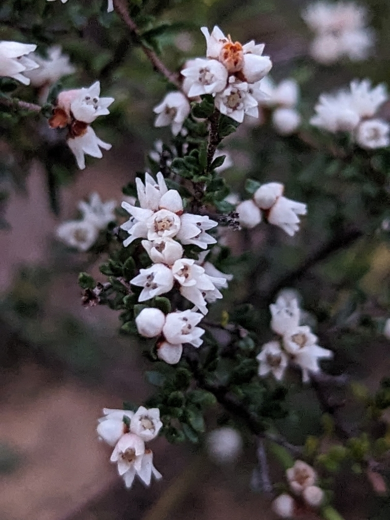 Bitter Cryptandra from Blue Mountains, NSW, Australia on April 17, 2024 ...