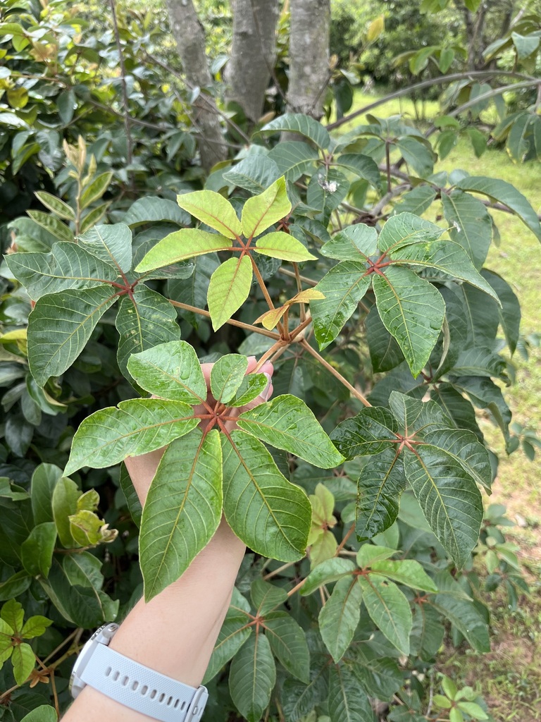 Ricinodendron heudelotii from Lilongwe, Malawi on March 5, 2024 at 10: ...