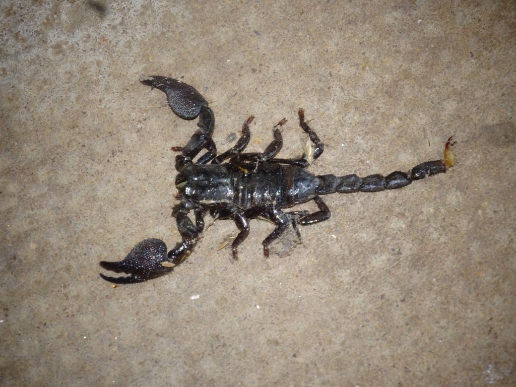 Common Emperor Scorpion from Sarakawa, Togo on April 17, 2024 at 11:52 ...