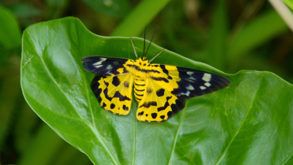 False Tiger Moth from Tai Po Kau, Hong Kong on April 13, 2024 at 02:30 ...