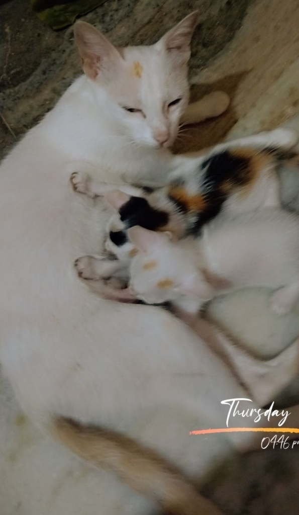 Domestic Cat from 18-3-20, Pension Mahalla Powerpeta, Opp. Hanuman ...