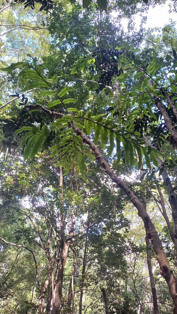 Red Bopple Nut from Upper Main Arm NSW 2482, Australia on April 2, 2024 ...