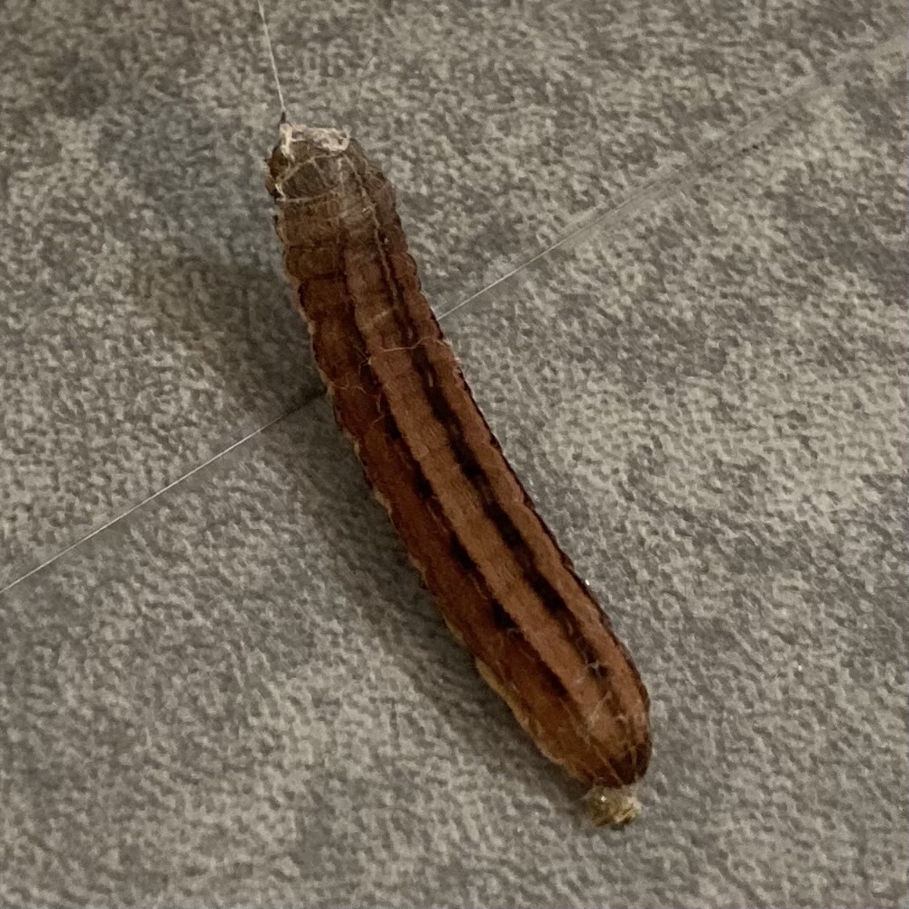 Cutworm Moths and Allies from Dublín, Buenos Aires, CABA, AR on April ...