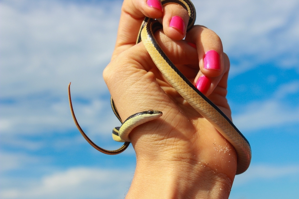 Lema's Ground Snake from Fortaleza, CE, 60025, Brasil on April 14, 2024 ...