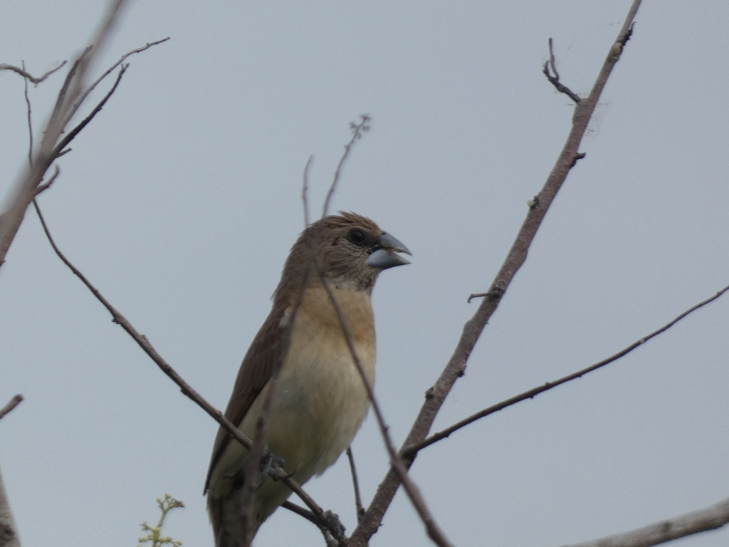 Chestnut-breasted Munia from Brisbane QLD, Australia on April 17, 2024 ...