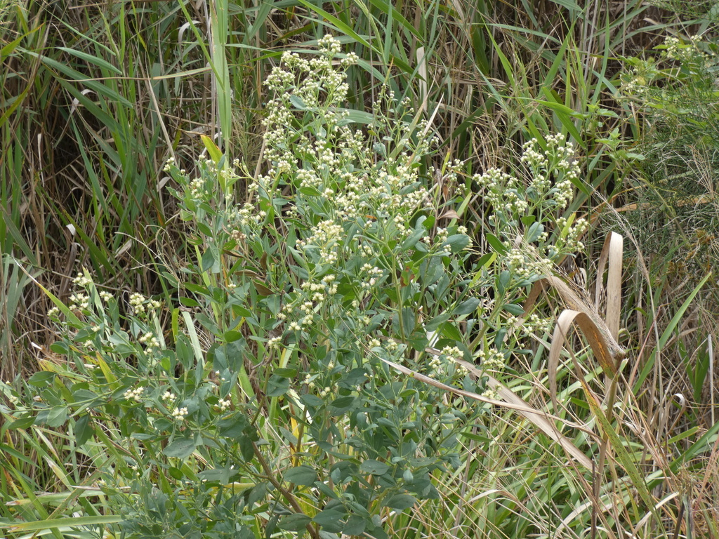 groundsel tree from Brisbane QLD, Australia on April 17, 2024 at 10:01 ...