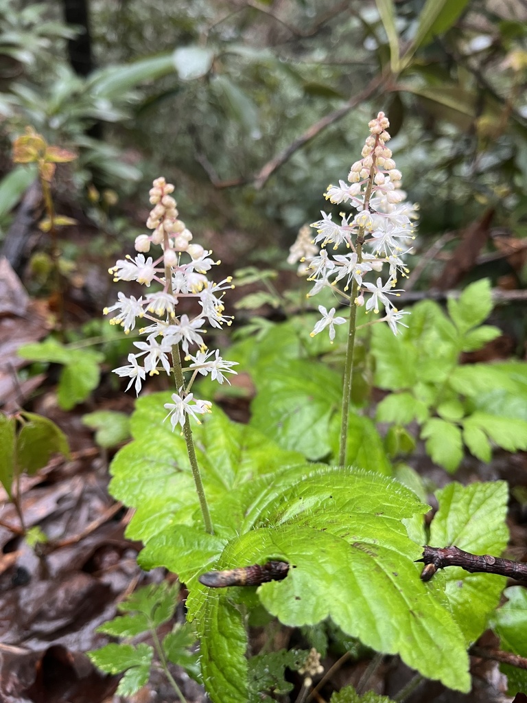 Wherry's Foamflower from Daniel Boone National Forest, Pine Ridge, KY ...