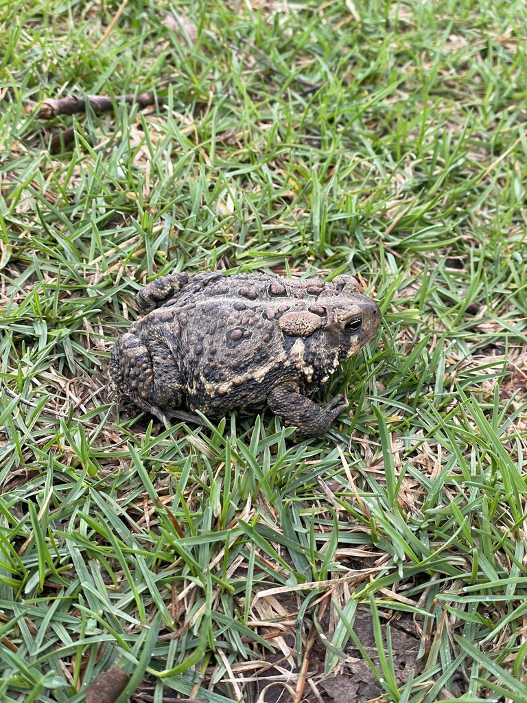 American Toad from Pizarro Cir, Madison, WI, US on April 17, 2024 at 07 ...