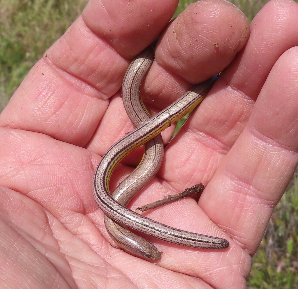 San Diegan Legless Lizard in April 2024 by Brian Hinds · iNaturalist